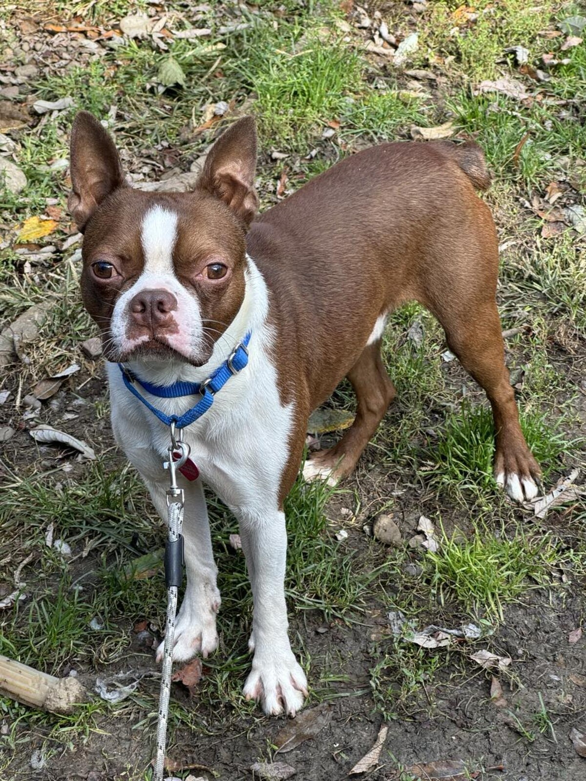 Pixie Mamas Rescue